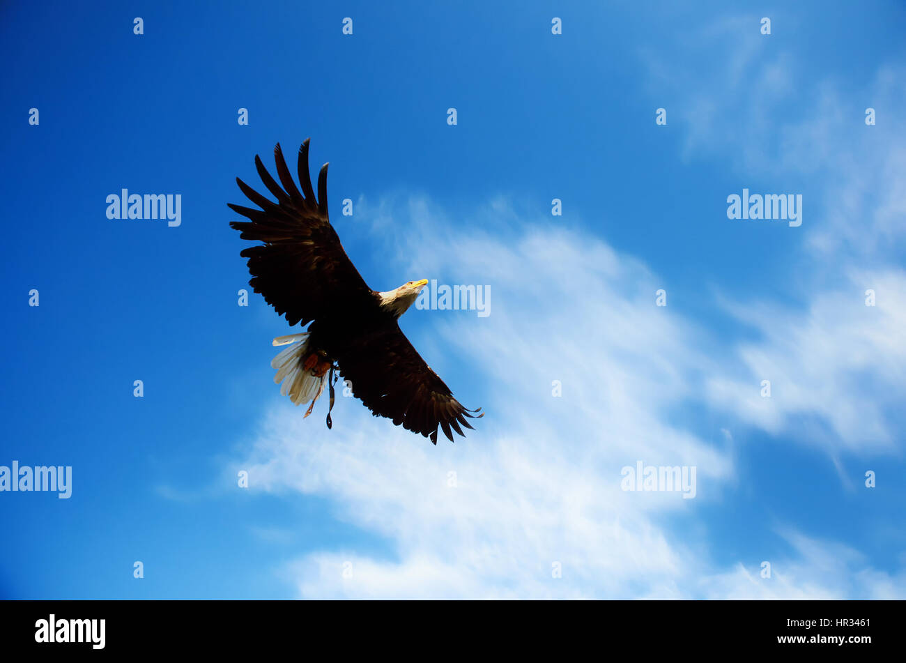 flying american eagle Stock Photo - Alamy