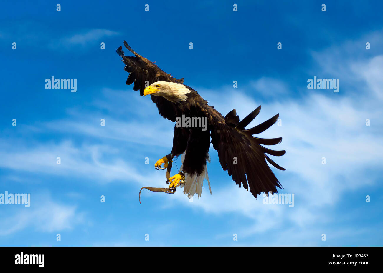 flying american eagle Stock Photo - Alamy
