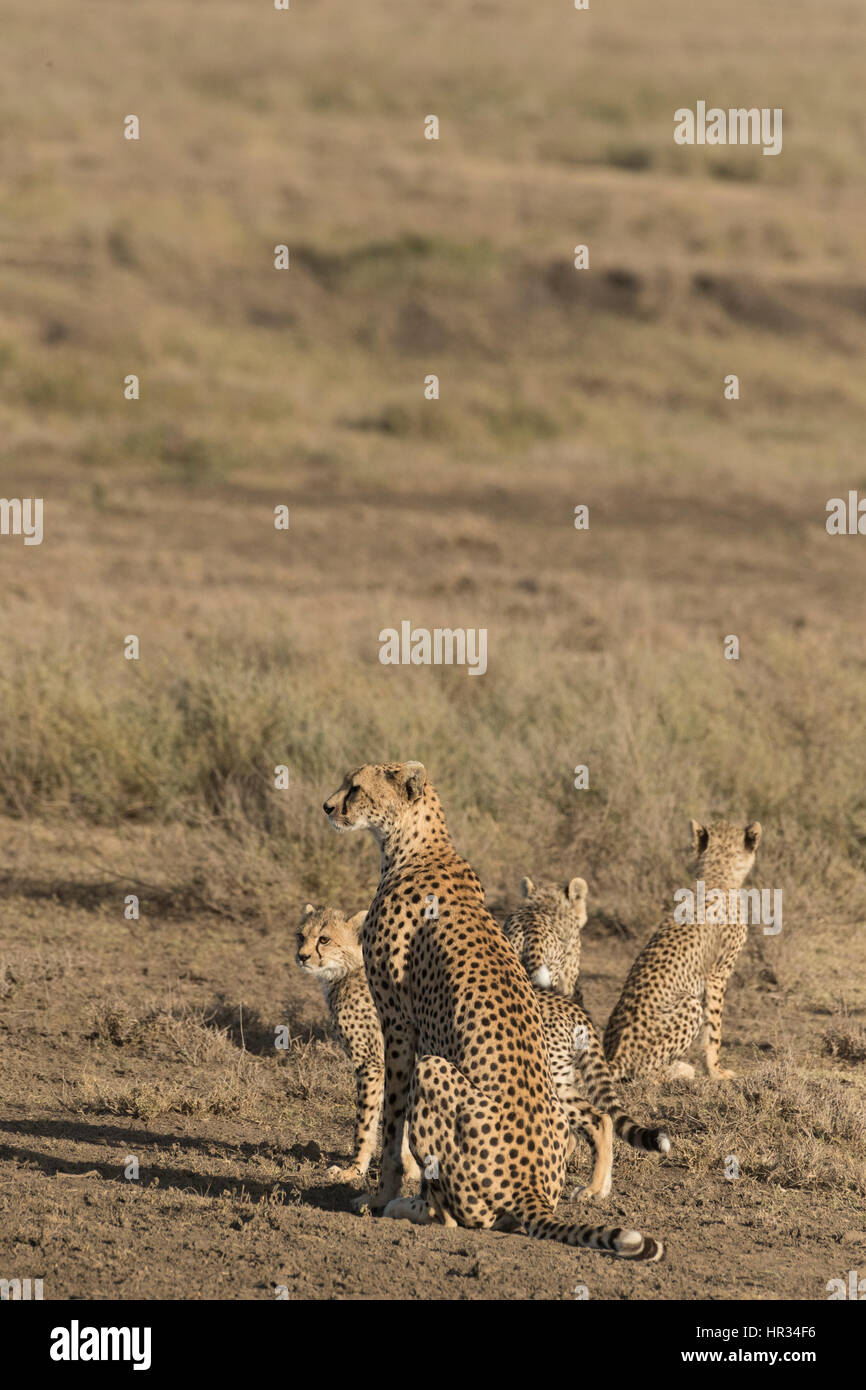 Cheetah mother and four cubs walking Stock Photo - Alamy