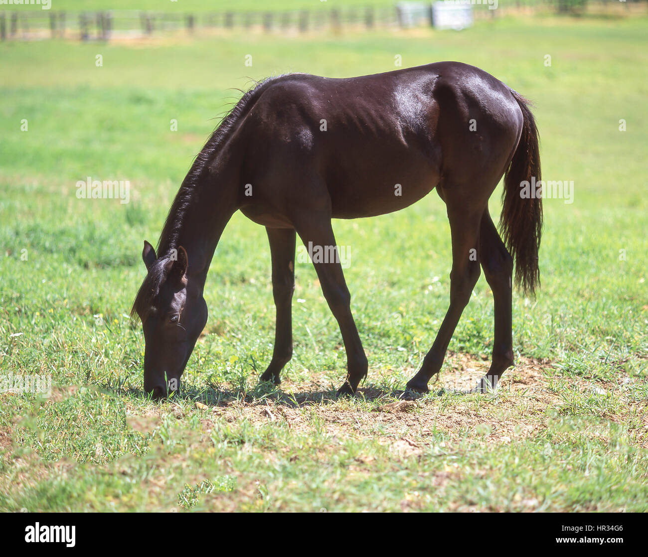 Dark Bay Mare pony in field, Newmarket, Suffolk, England, United ...