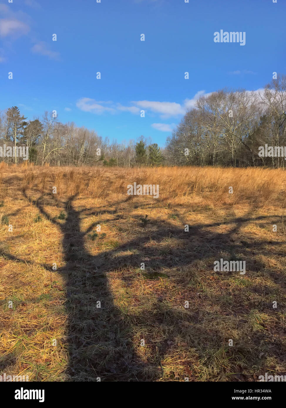 A tree's shadow on a dry winter field Stock Photo - Alamy