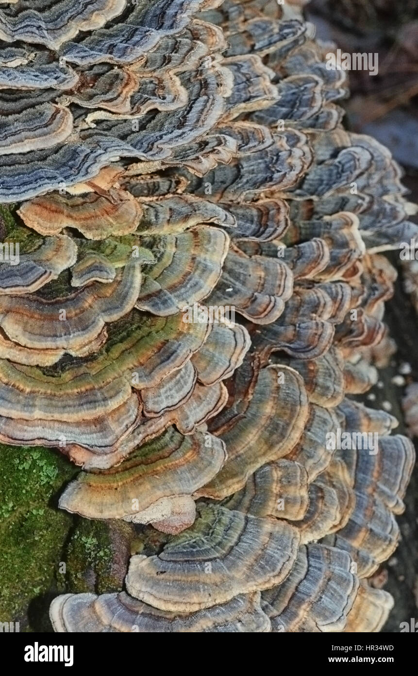 Turkeytail Fungi High Resolution Stock Photography and Images - Alamy