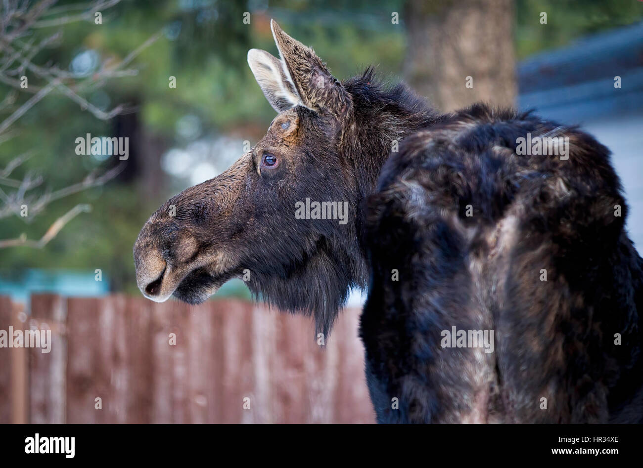 Moose idaho hi-res stock photography and images - Alamy