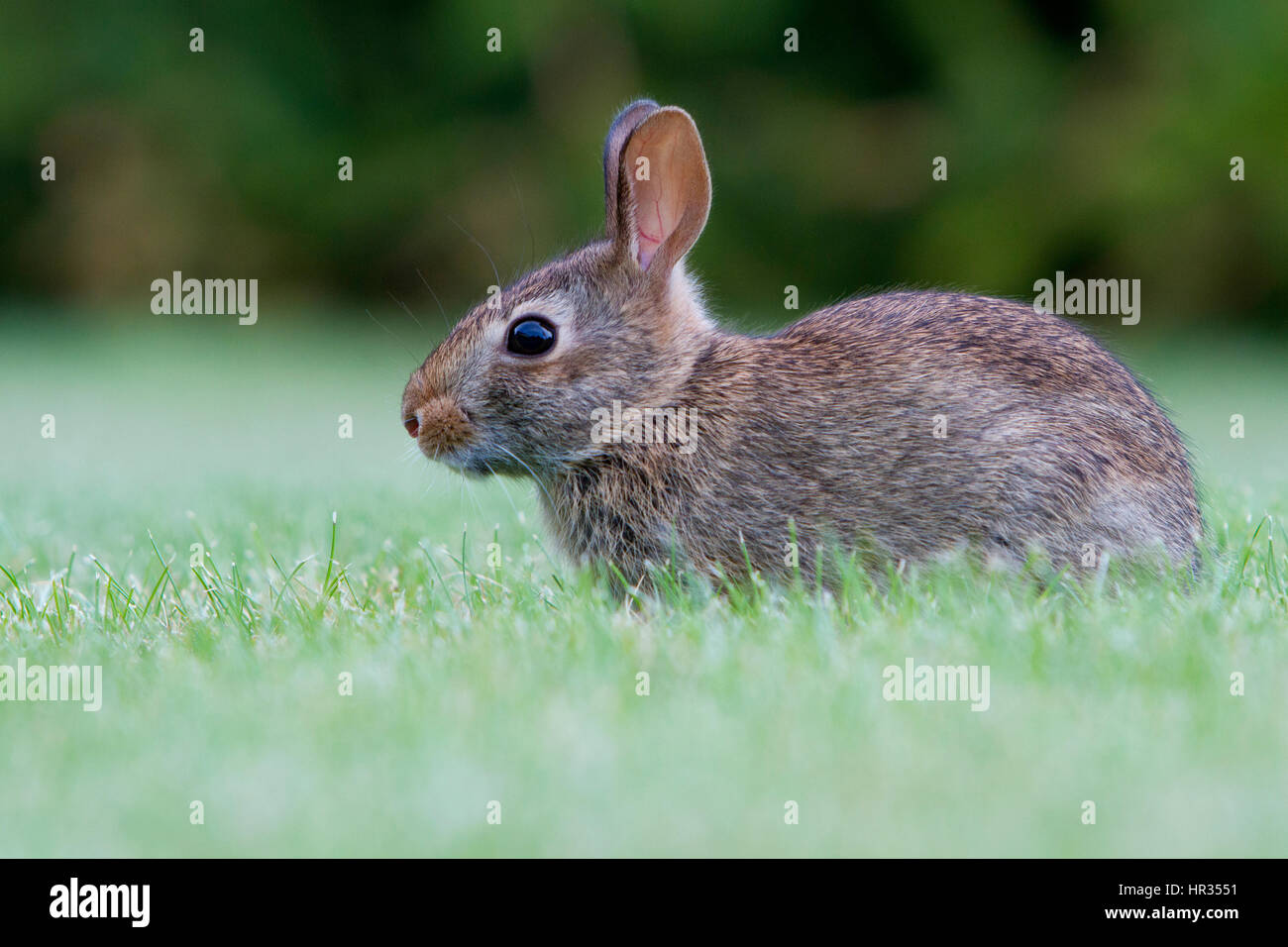 Wildlife vancouver island hi-res stock photography and images - Alamy