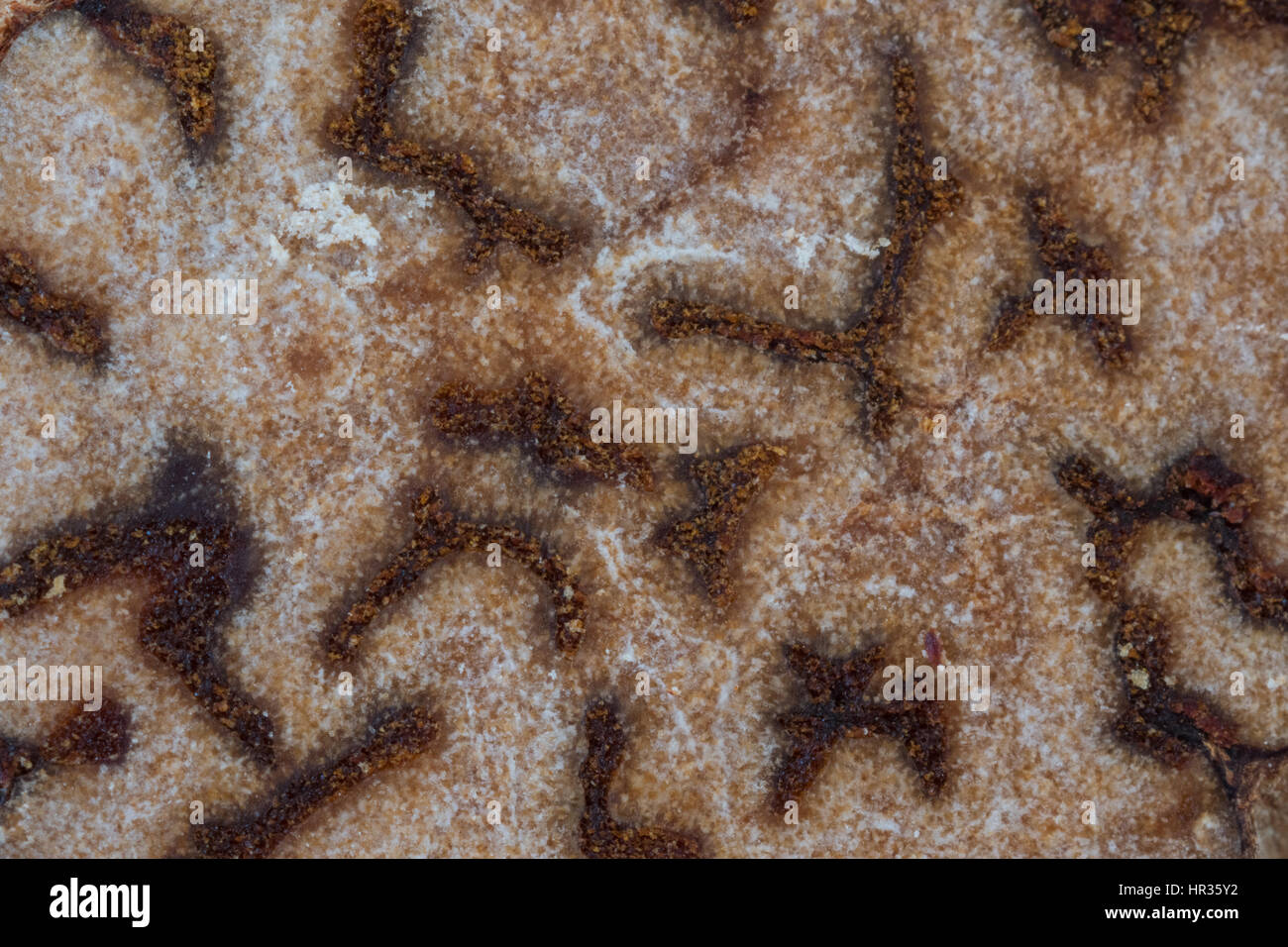 Close Up Texture of Nutmeg using a macro lens Stock Photo - Alamy