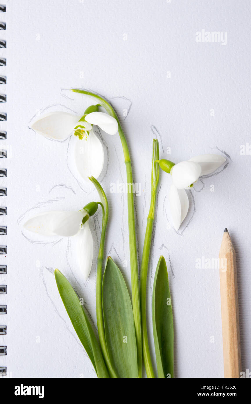 Pencil drawing bouquet flowers hi-res stock photography and images - Alamy