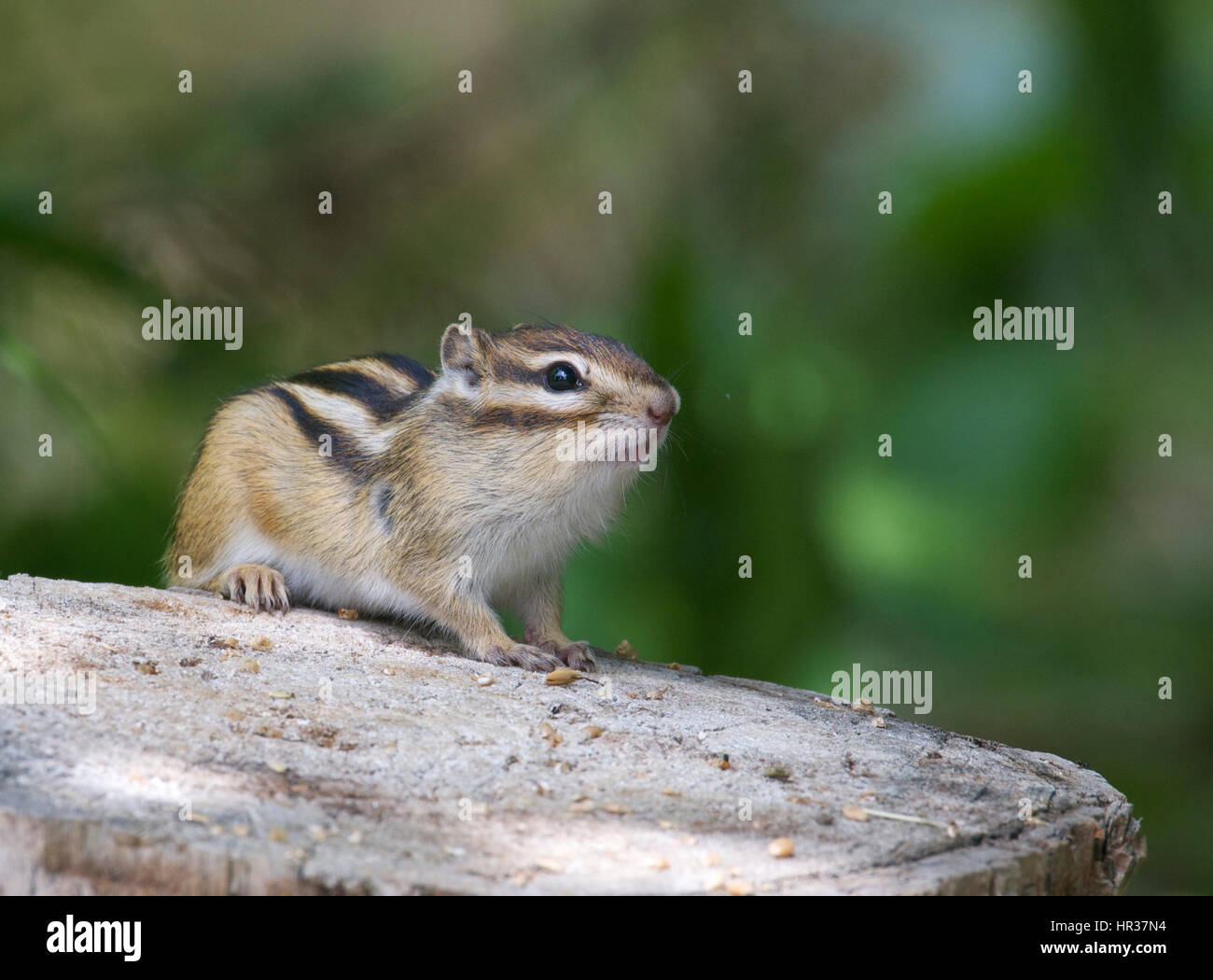Siberian Chipmunk on log with green plants in background Stock Photo ...