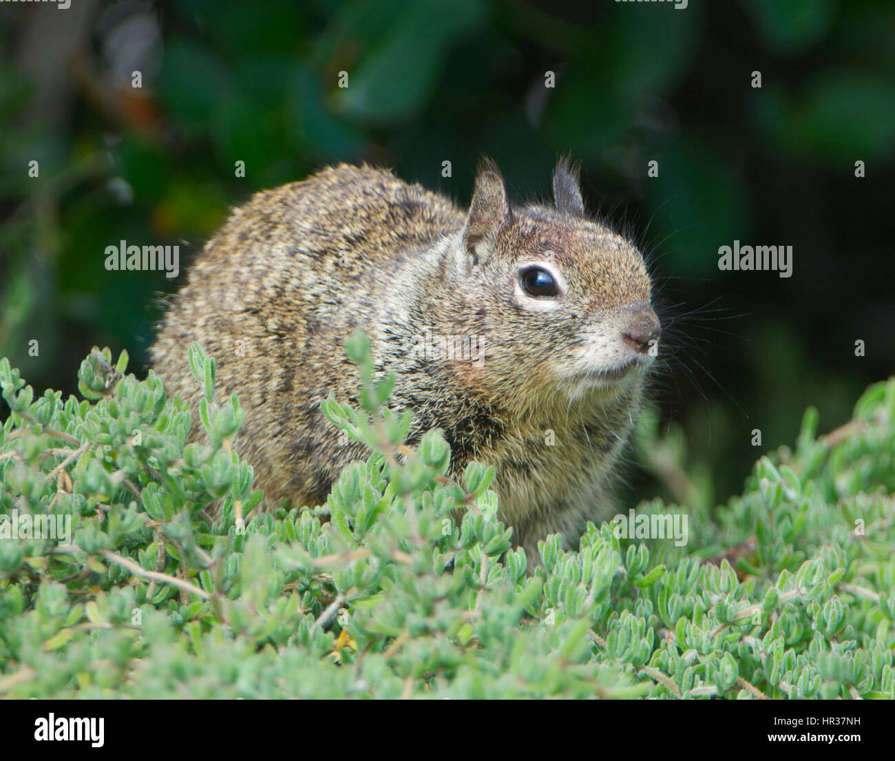 Pickle weed hi-res stock photography and images - Alamy