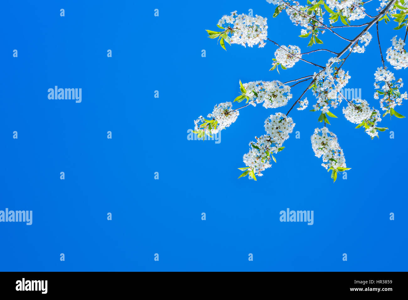 Cherry blossom branch blooming hi-res stock photography and images - Alamy