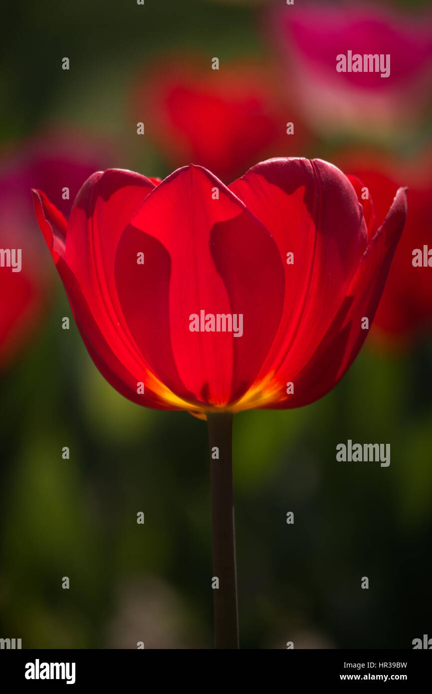 Tulip exhibition hi-res stock photography and images - Alamy