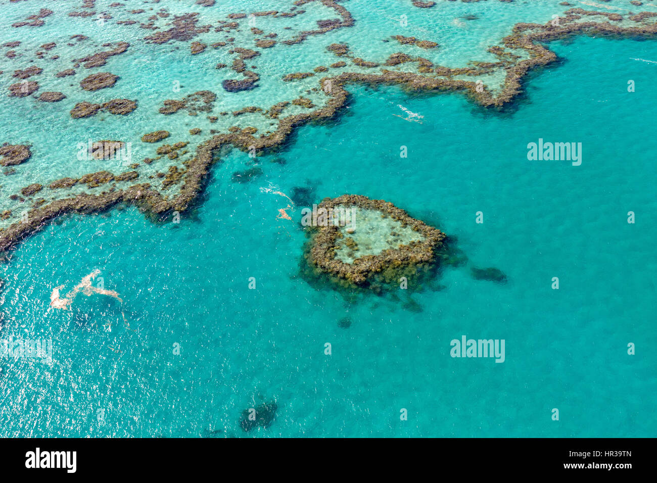 Coral Reef, Heart Reef, part of Hardy Reef, Outer Great Barrier Reef ...