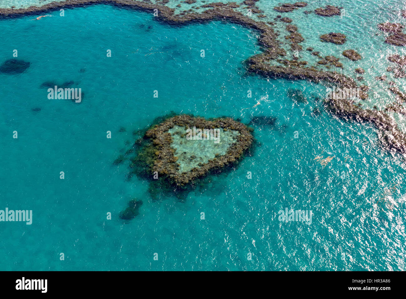 Coral Reef, Heart Reef, part of Hardy Reef, Outer Great Barrier Reef ...