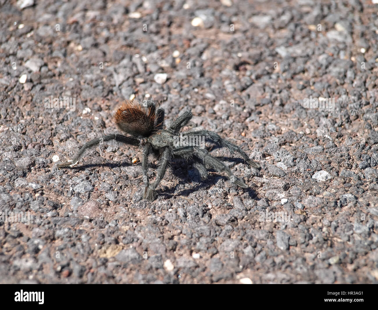 Black Tarantula. Spiders Utah Grand Canyon Stock Photo - Alamy