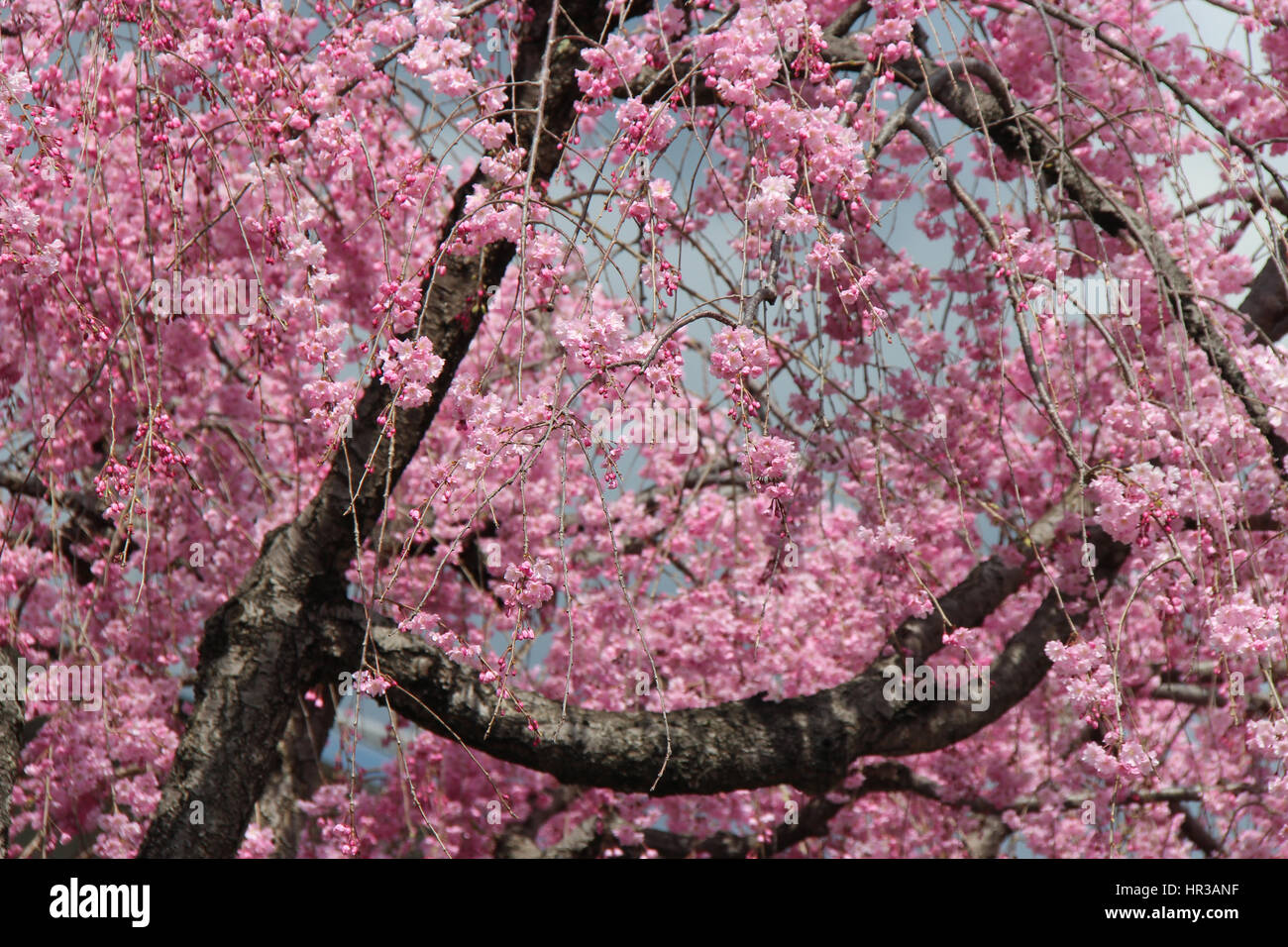 A cherry tree blooms in park in Kyoto (Japan Stock Photo - Alamy