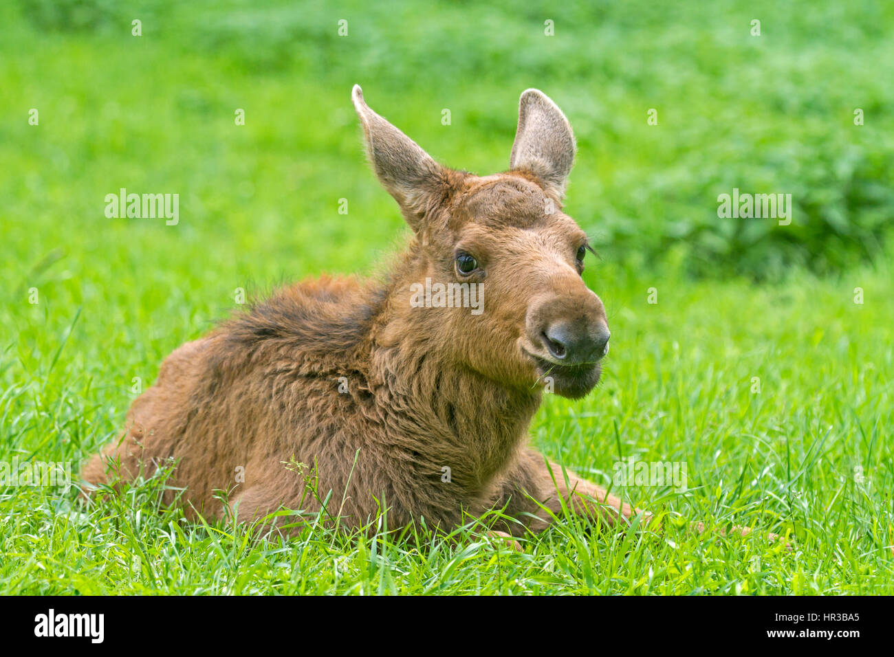 Baby elk hi-res stock photography and images - Alamy