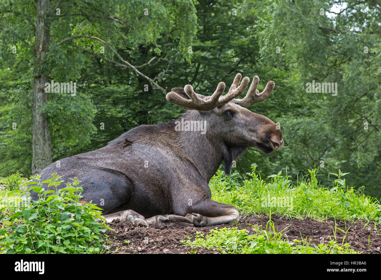 European elk (Alces alces) lying on the ground, Sweden Stock Photo - Alamy