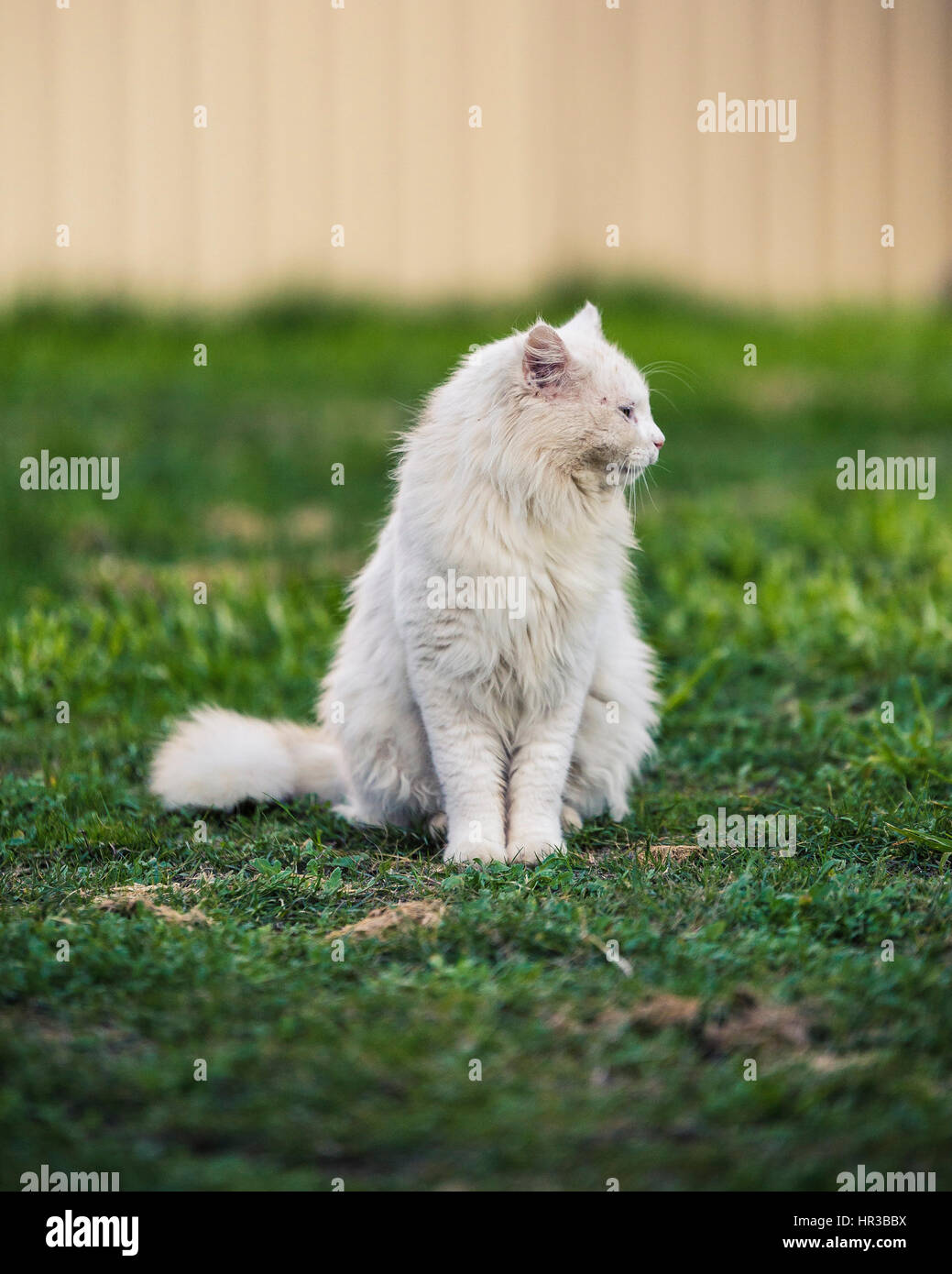 Garden cat hi-res stock photography and images - Alamy