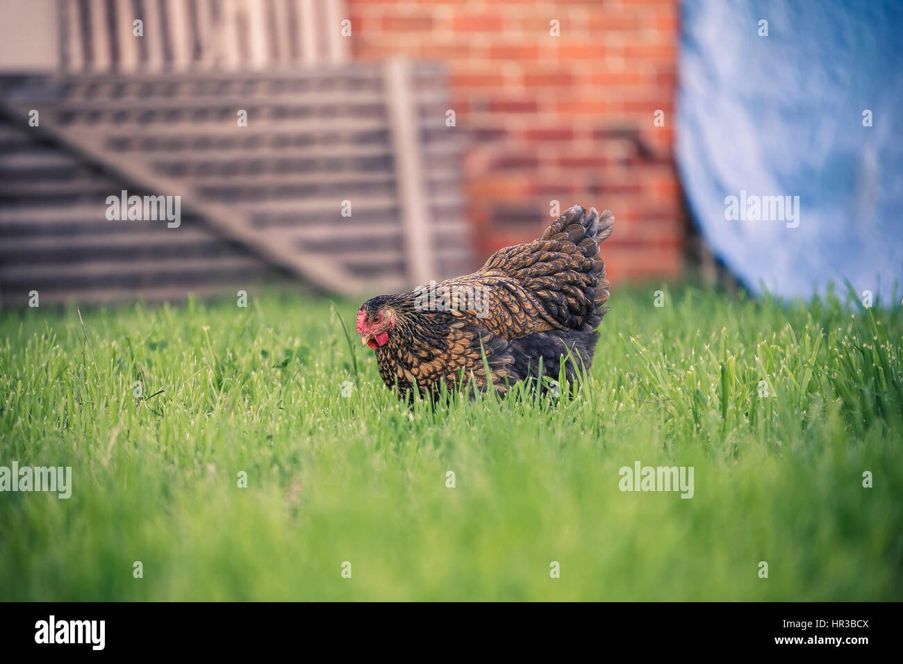 Chicken in the backyard Stock Photo - Alamy