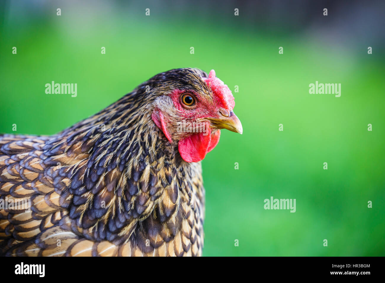 Backyard garden bird hi-res stock photography and images - Alamy