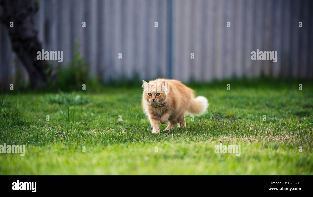 Garden cat hi-res stock photography and images - Alamy
