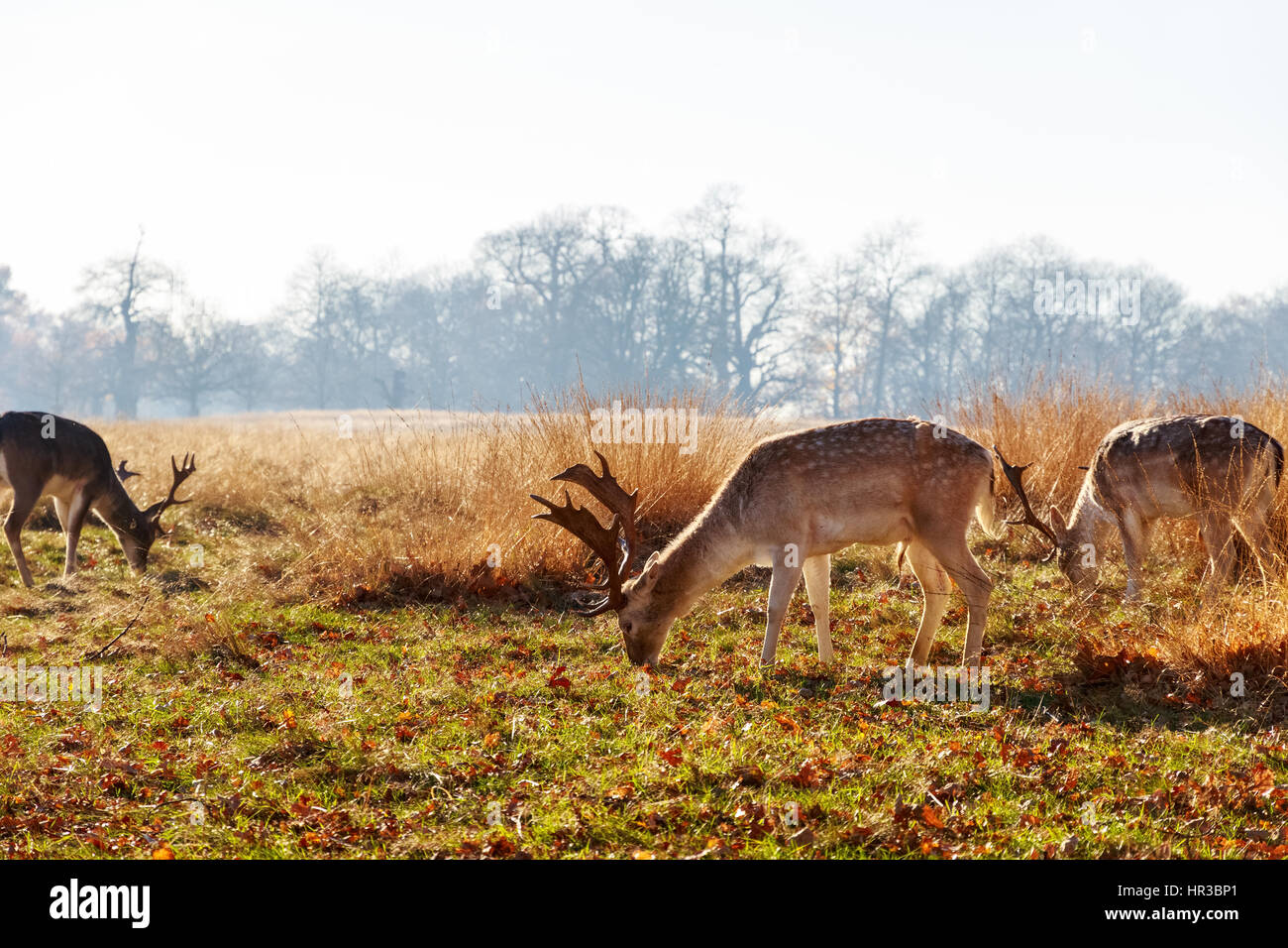 Richmond park wildlife hi-res stock photography and images - Alamy