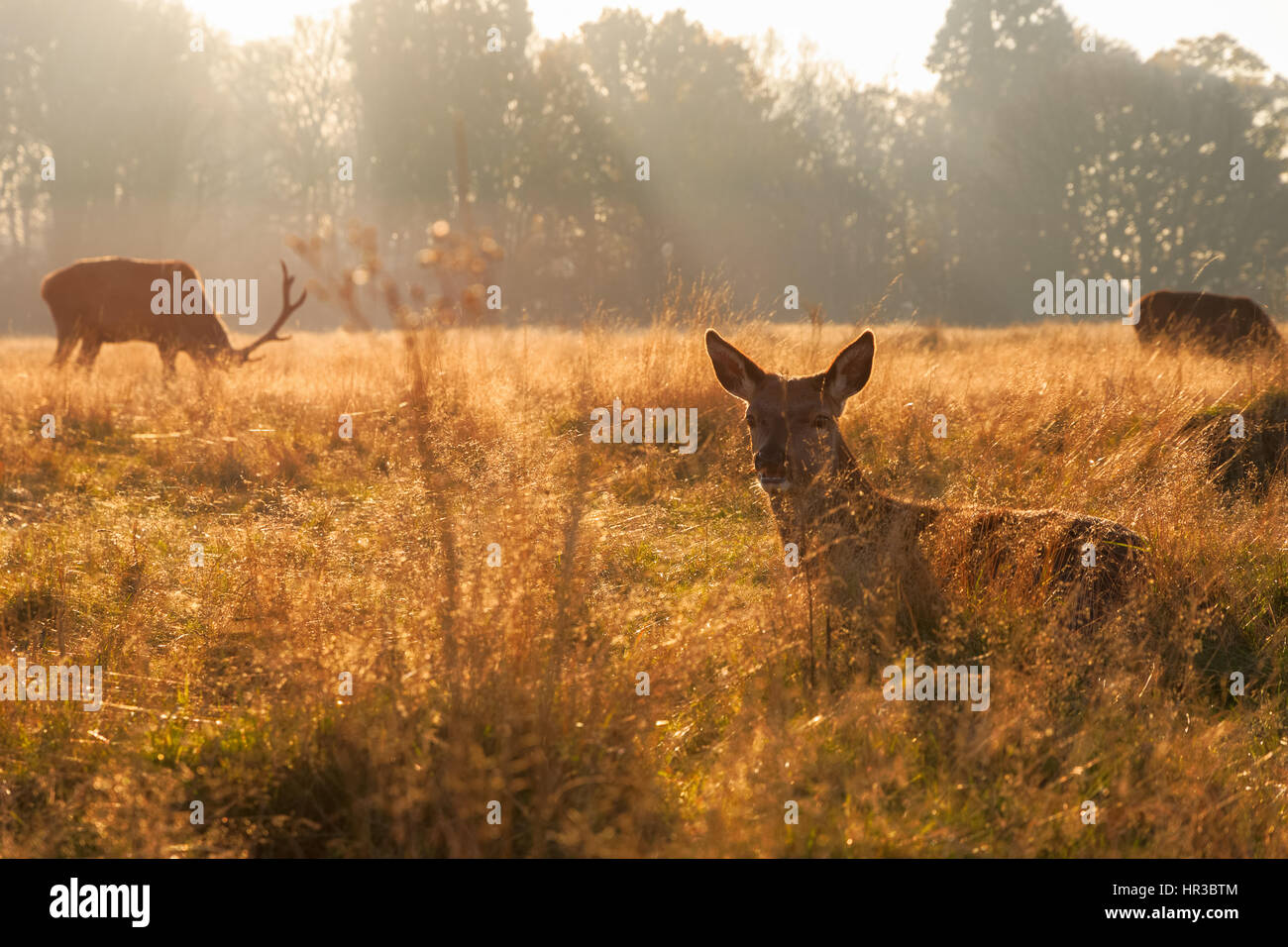 Richmond park wildlife hi-res stock photography and images - Alamy