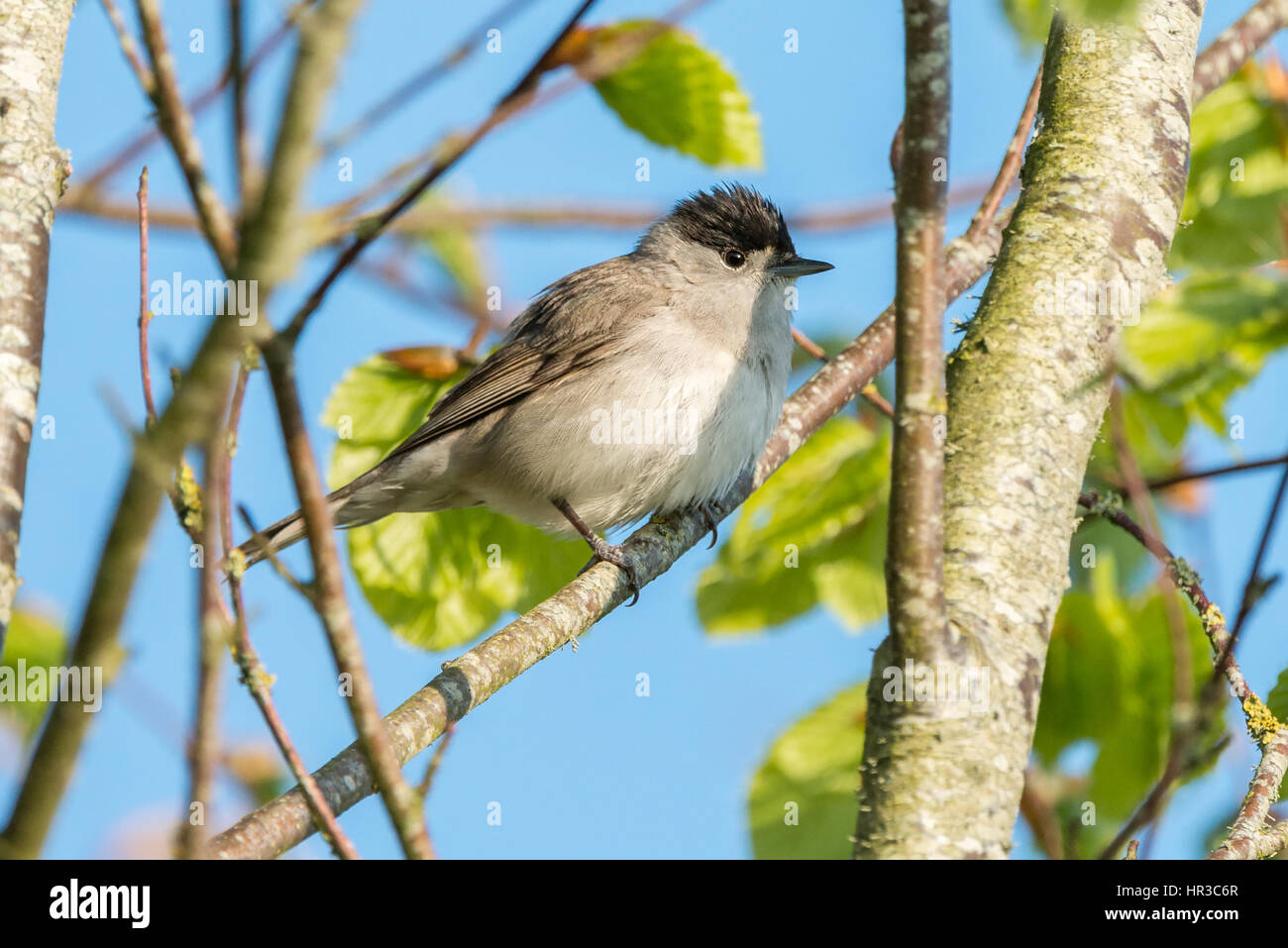 Black cap bird uk hi-res stock photography and images - Alamy