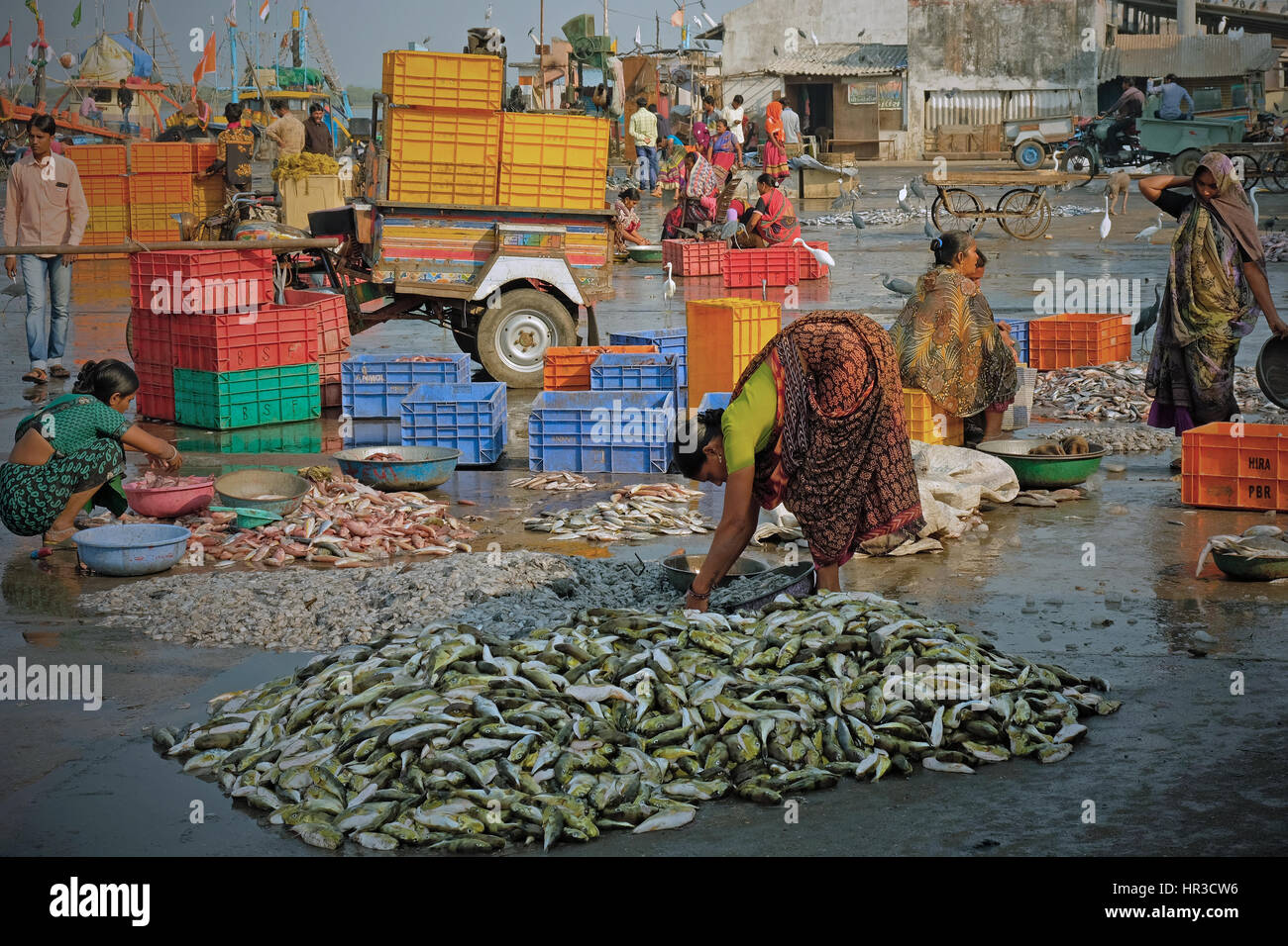 Women sorting freshly landed fish on the quayside for sale at the ...