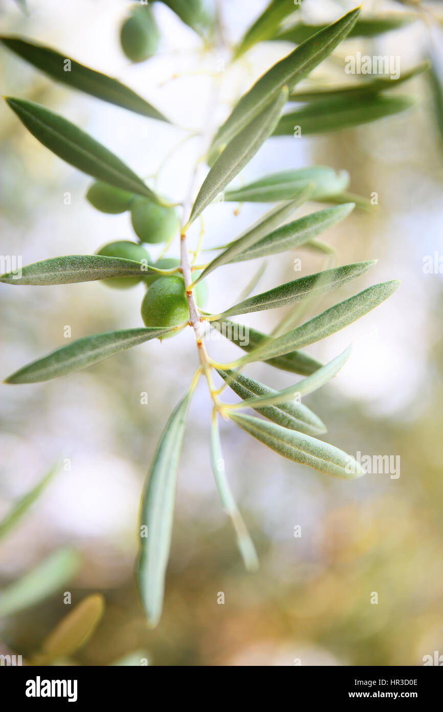 Olive branch hi-res stock photography and images - Alamy