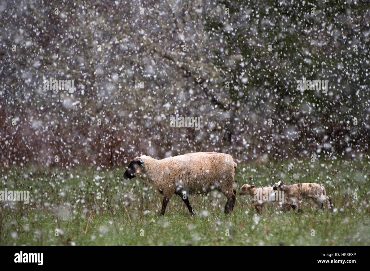 Roseburg, Oregon, USA. 26th Feb, 2017. Snow blankets a sheep pasture in ...