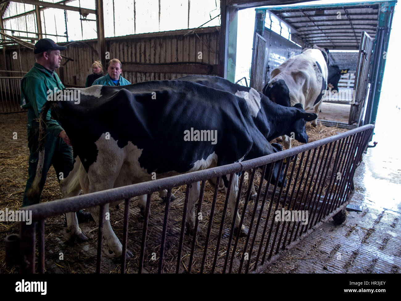Cramonshagen, Germany. 03rd Nov, 2016. Farmers load the last cows onto ...