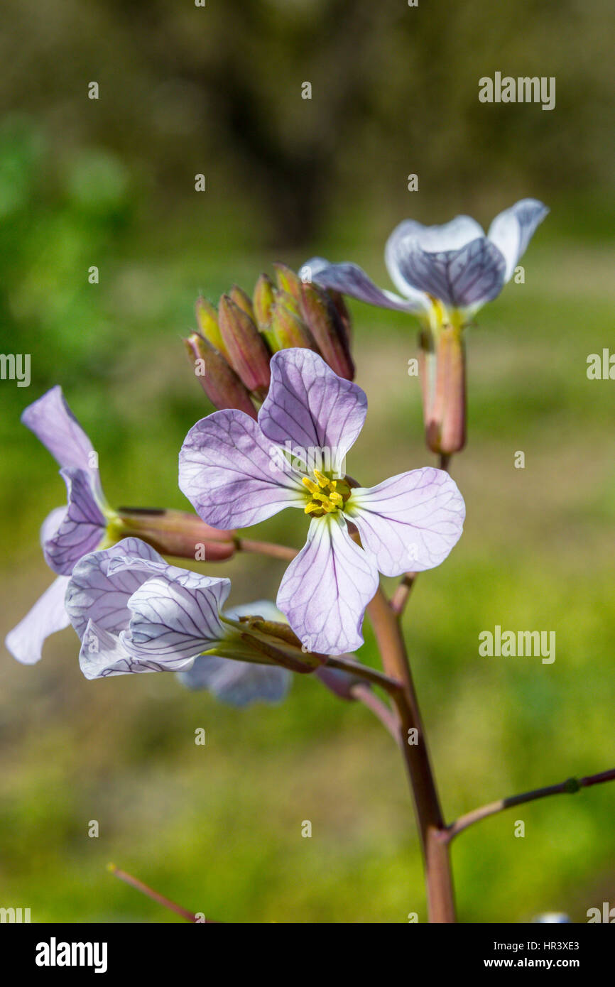 Wild Radish Raphanus Raphanistrum a native plant growing in an almond ...
