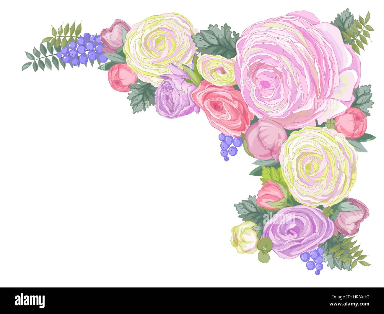 Yellow pink ranunculus flowers Stock Vector Images - Alamy