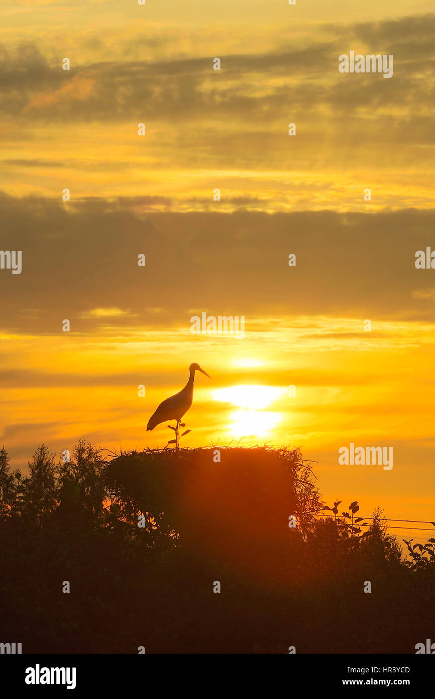 Nesting crane at nest hi-res stock photography and images - Alamy