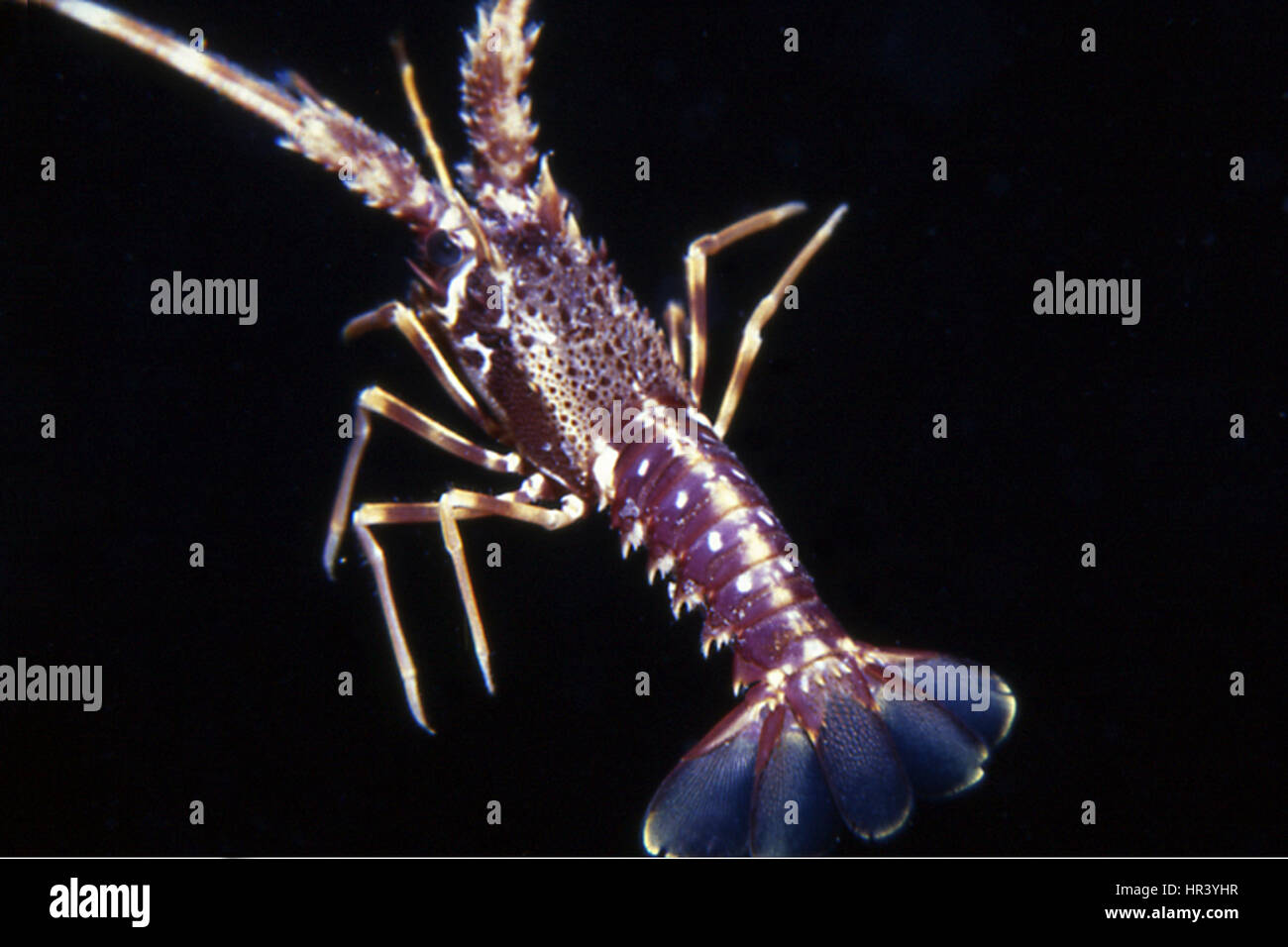 Underwater photo of a baby lobster close up in the Mediterranean Sea ...