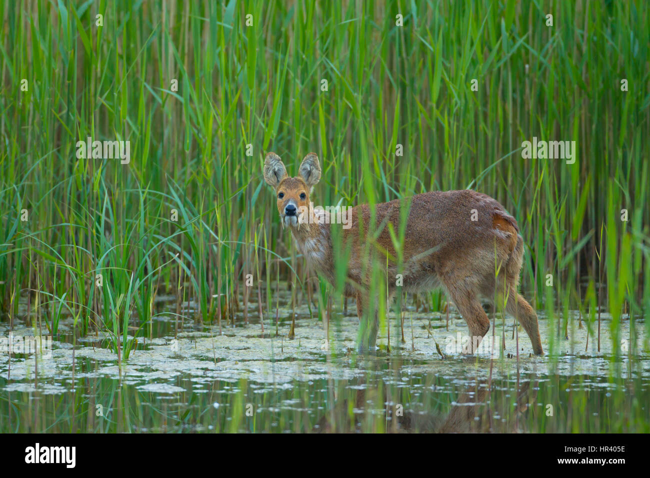 Hydropotes inermis uk male hi-res stock photography and images - Alamy