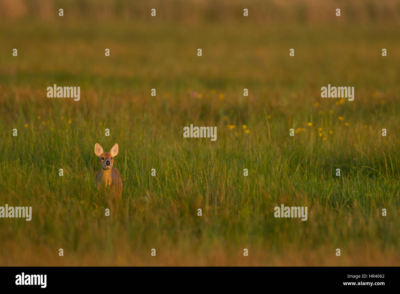 Chinese water deer Hydropotes inermis adult female amoungst grassland ...