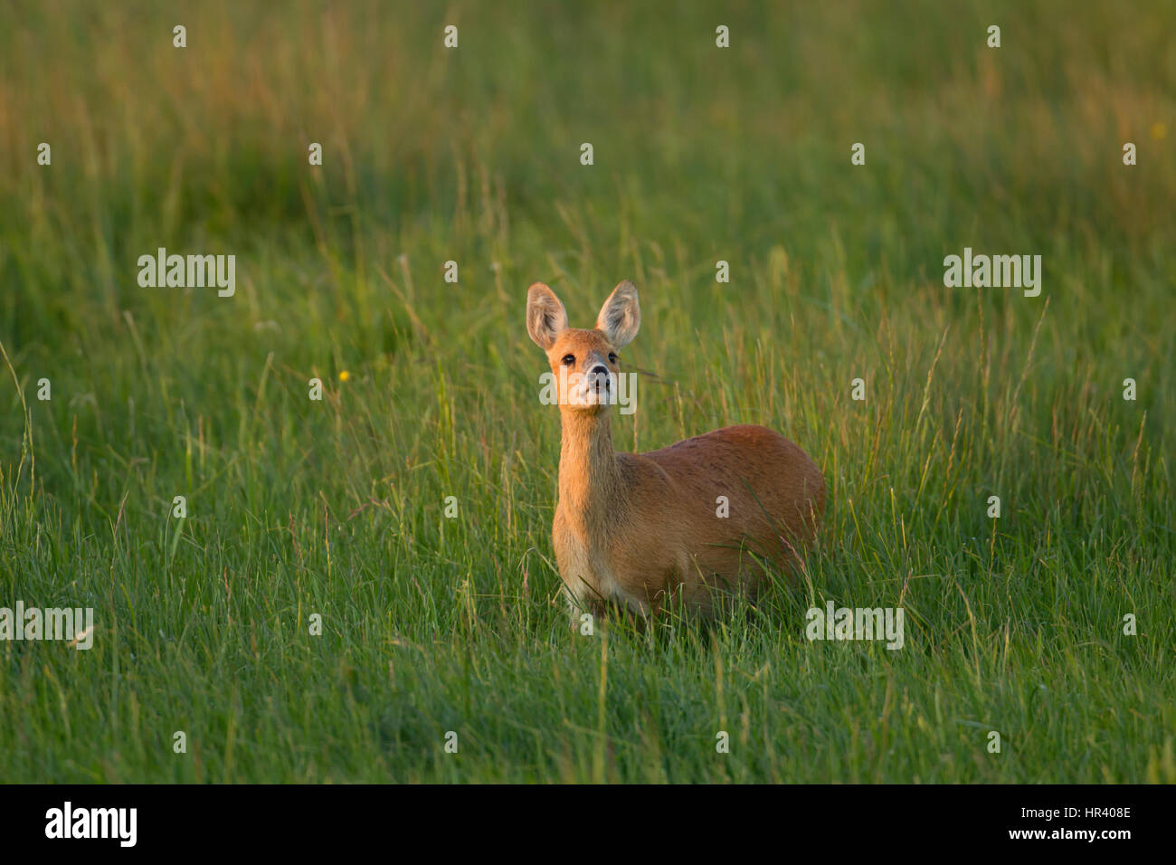 Hydropotes inermis uk marsh hi-res stock photography and images - Alamy