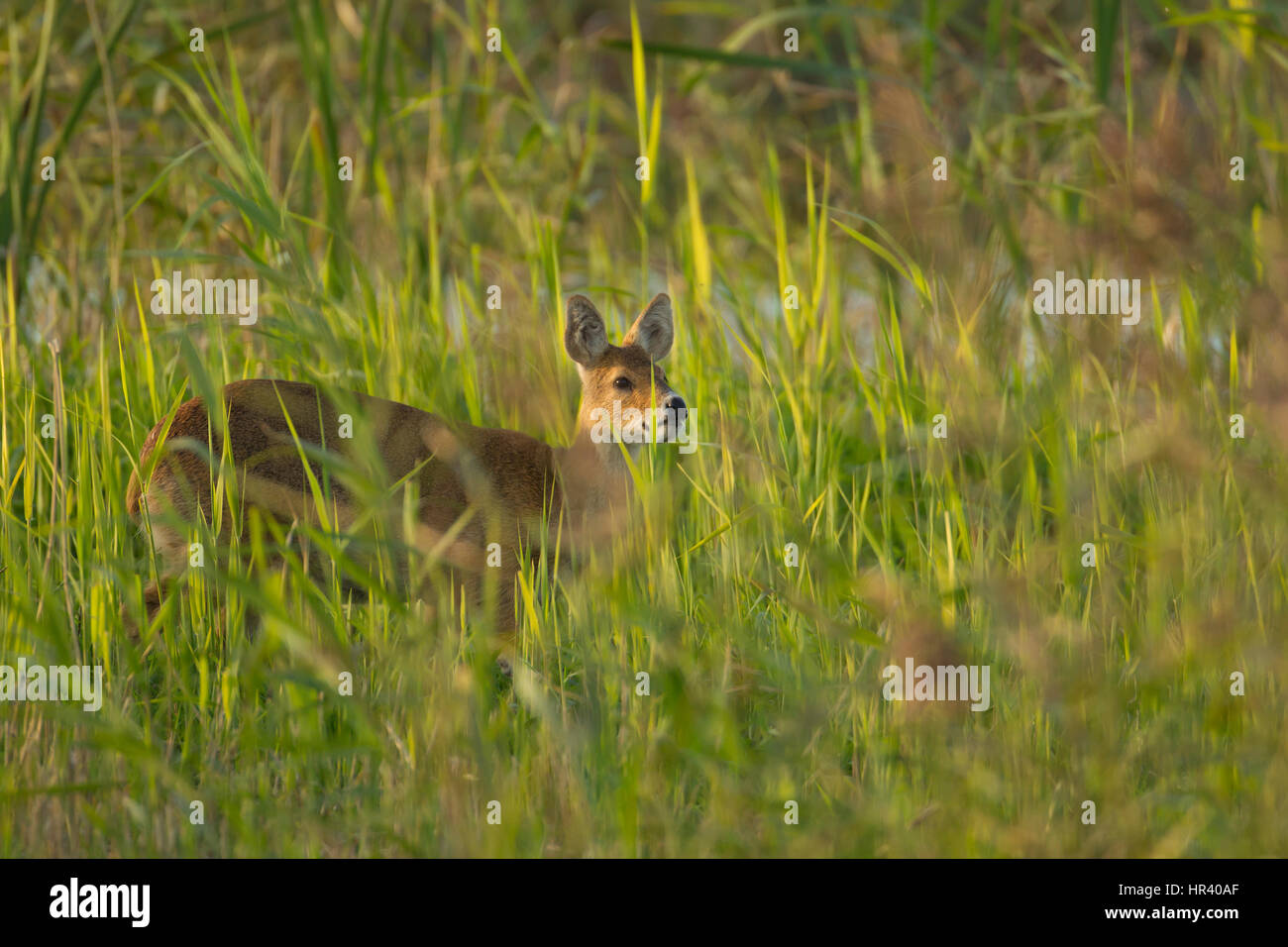 Chinese water deer Hydropotes inermis adult female amoungst grassland ...