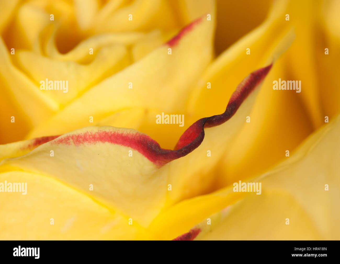 Rippled petals hi-res stock photography and images - Alamy