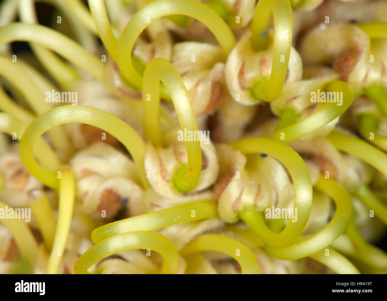 Plant insects hi-res stock photography and images - Alamy