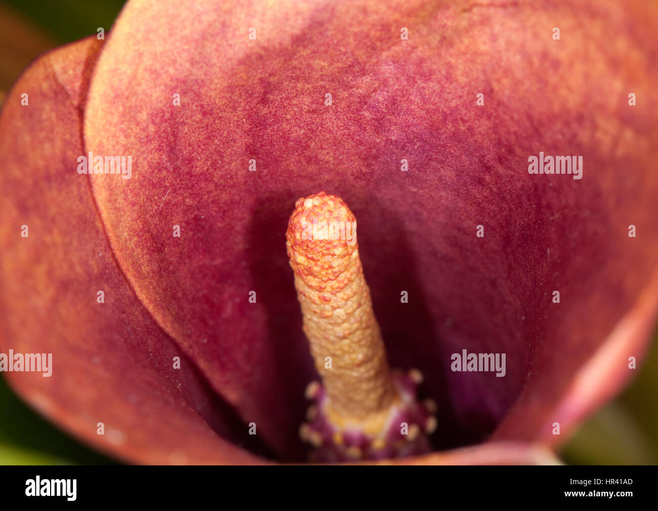Macro of Flute Lily Stock Photo - Alamy