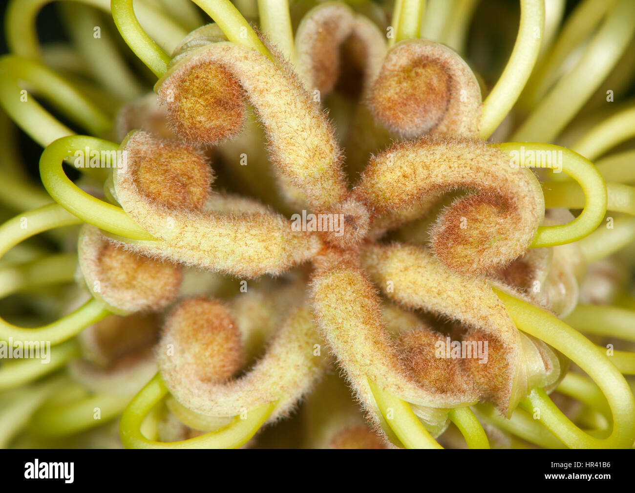 Plant and insects hi-res stock photography and images - Alamy