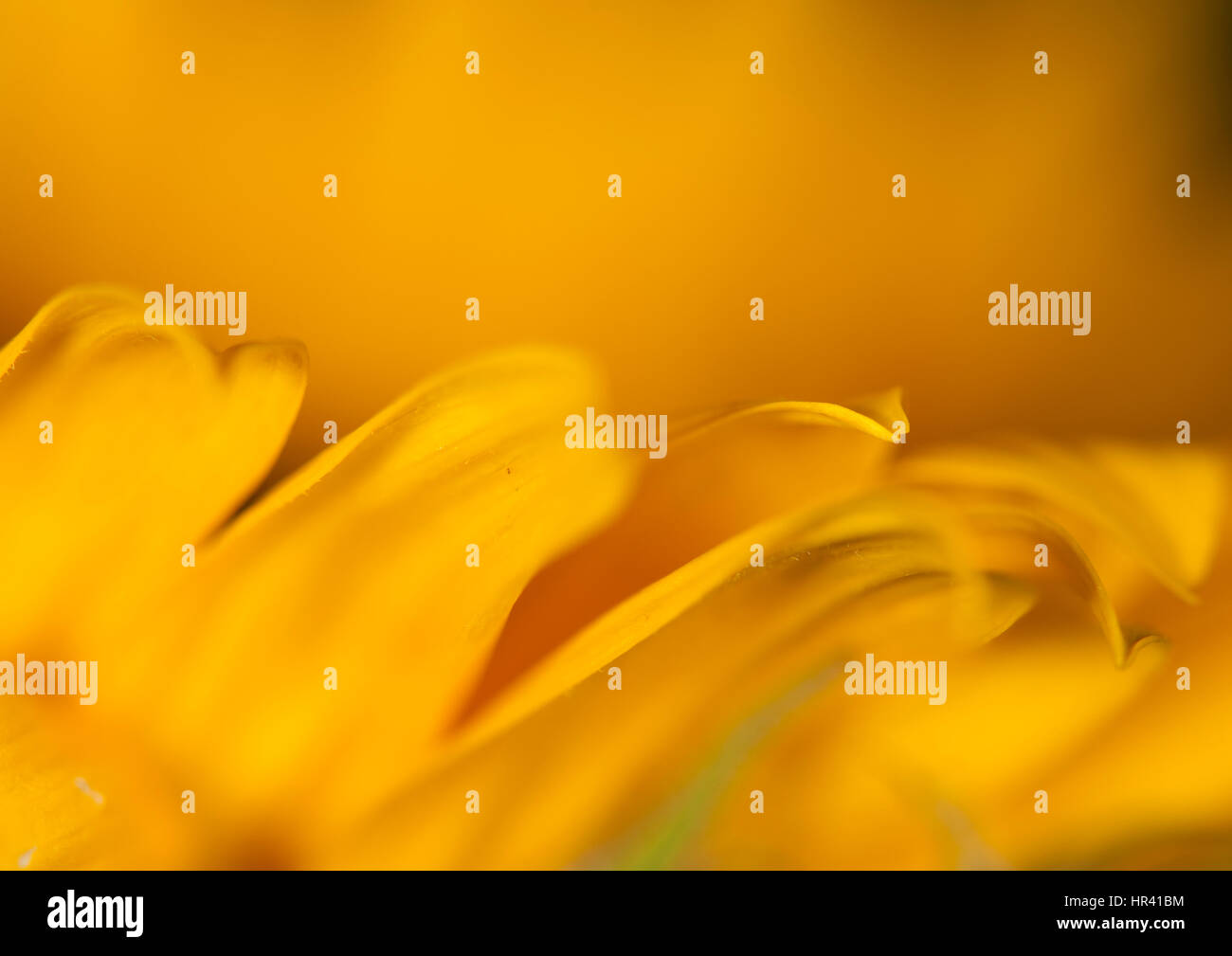 Rippled petals hi-res stock photography and images - Alamy