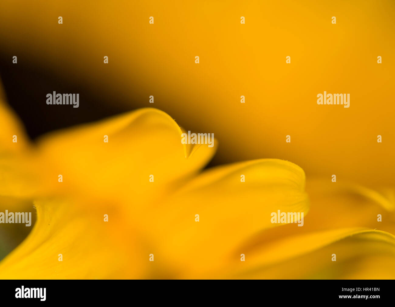 Petals colour hi-res stock photography and images - Alamy