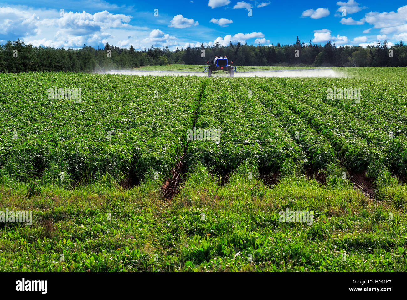 A large agricultural sprayer with wide booms spraying a field of ...