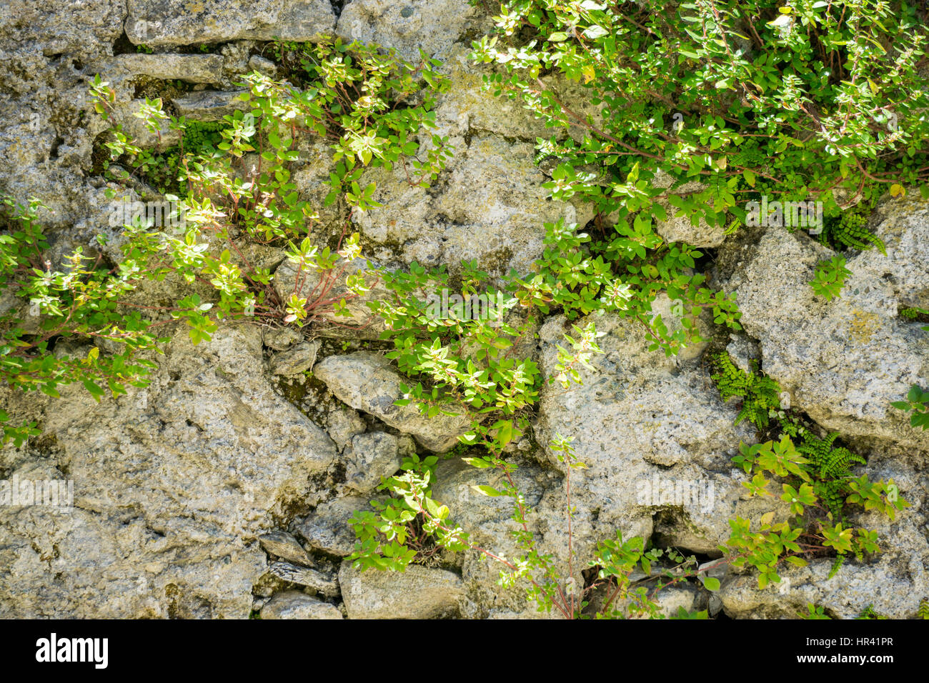 Paved stone road texture, footpath in the center city square Stock ...