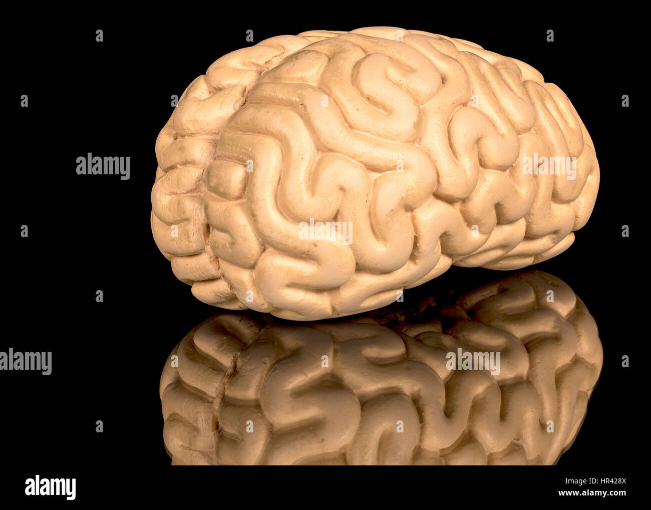 Brain made of rubber blown up close on a reflective surface Stock Photo ...