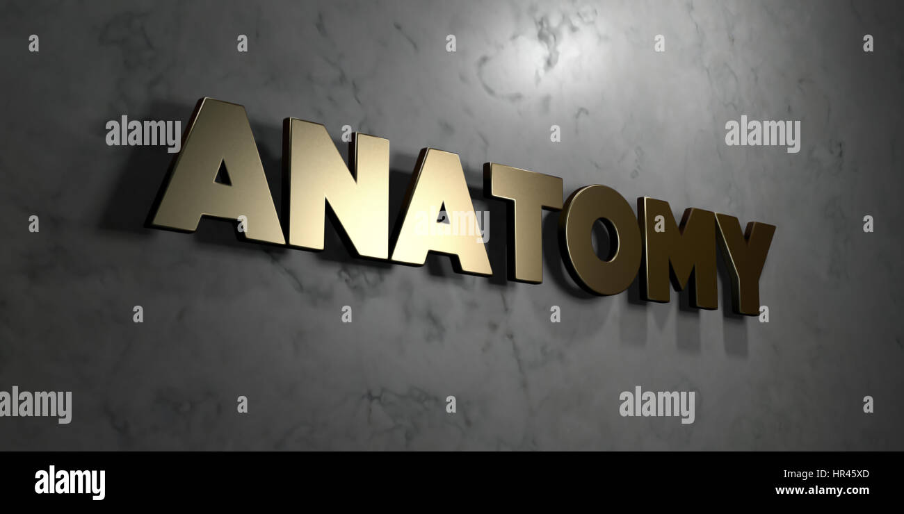 Anatomy - Gold sign mounted on glossy marble wall - 3D rendered royalty ...