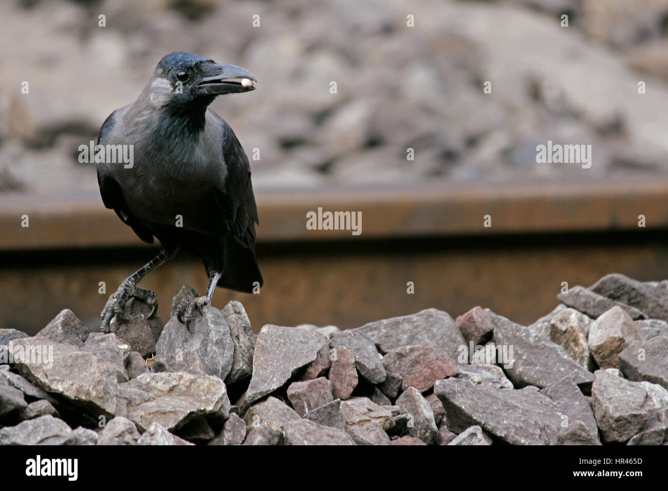 the thirsty crow collecting pebbles near railway line Stock Photo - Alamy
